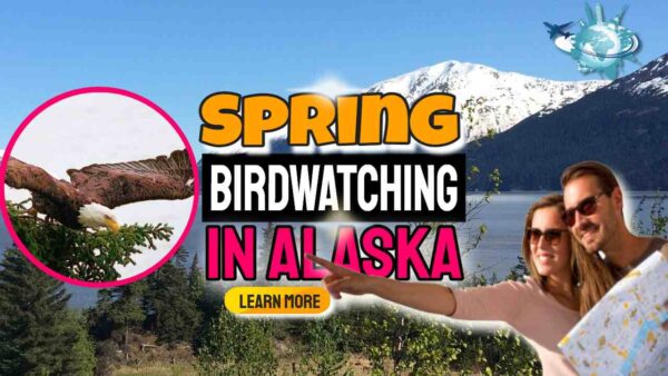 Spring Birdwatching in Alaska is Alaska's Best Birding Season!